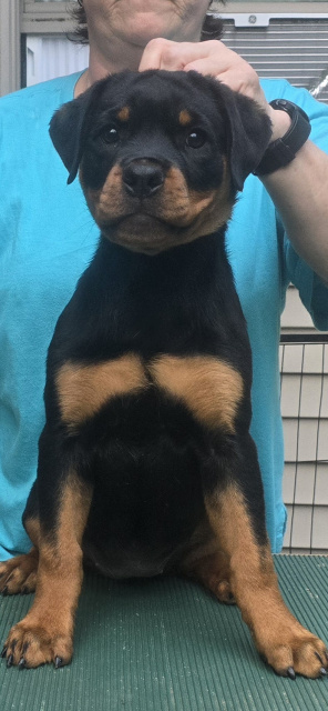 VonBremen Rottweilers Chenango Forks NY, Rottweiller Puppies available ...